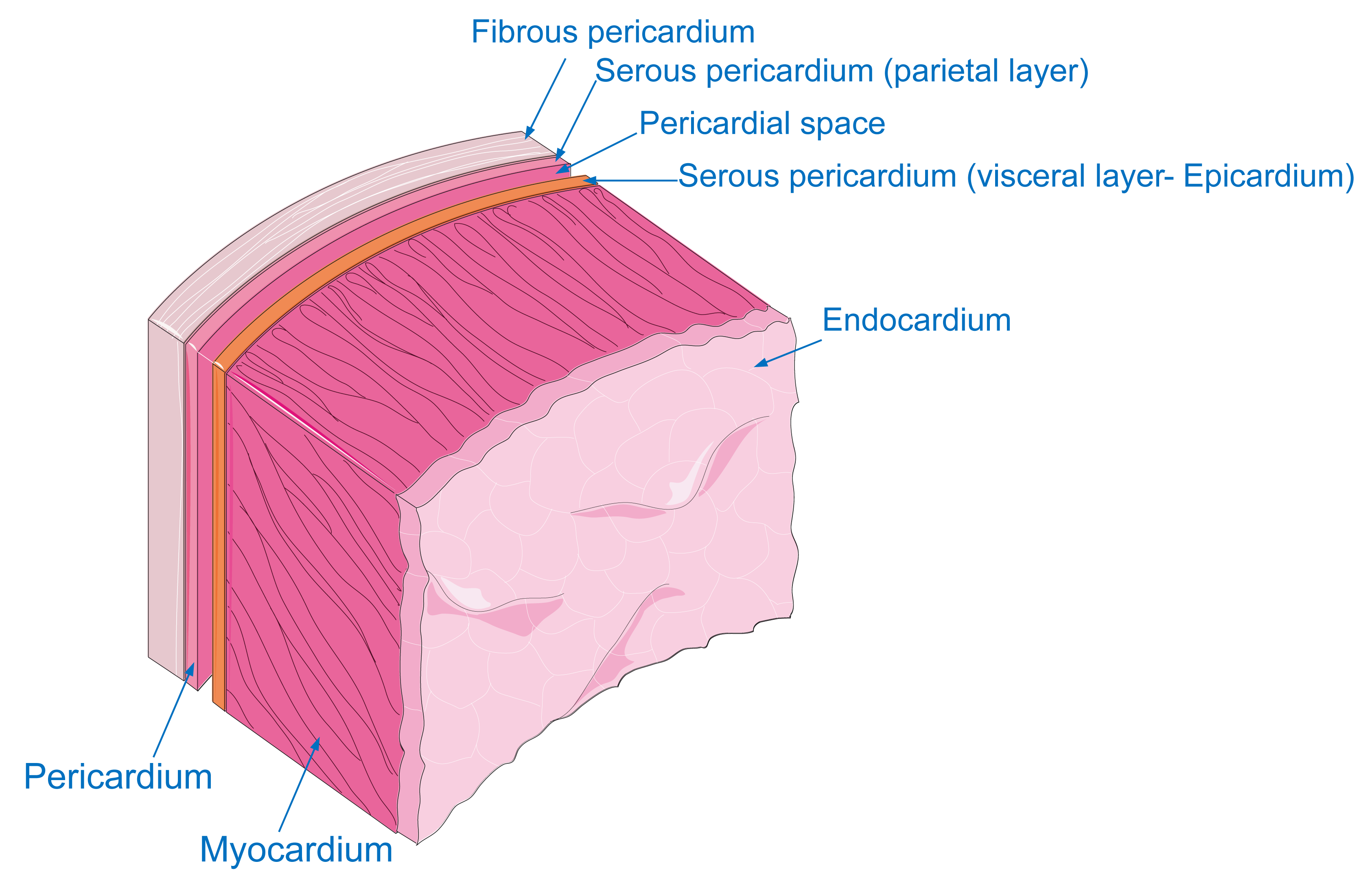 Servier - Drawing Layers of the heart wall - English labels | AnatomyTOOL Servier - Drawing Layers of the heart wall - English labels | AnatomyTOOL
